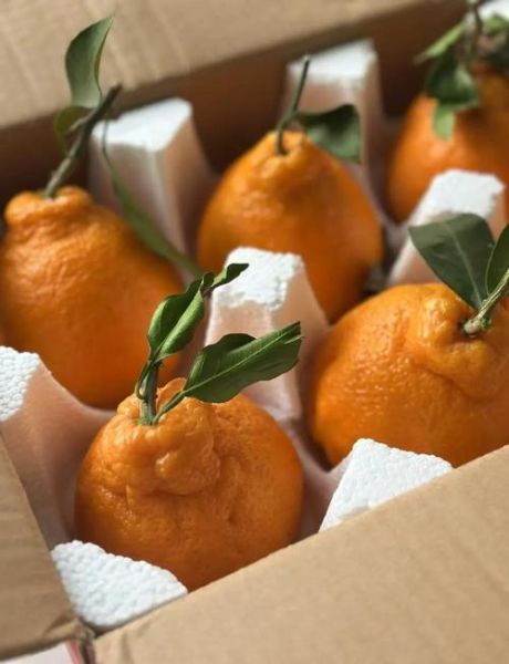 丑柑上火吗_丑柑是凉性还是热性-第1张图片-山城妙识