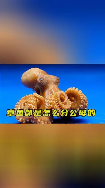 章鱼和八爪鱼的区别_哪个更聪明-第2张图片-山城妙识