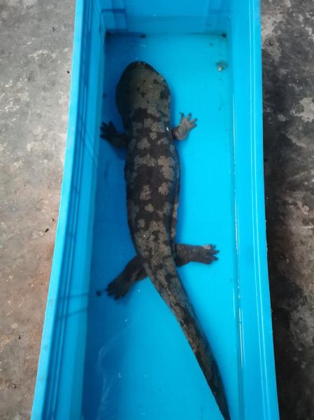 娃娃鱼会叫吗_娃娃鱼叫声像什么-第1张图片-山城妙识