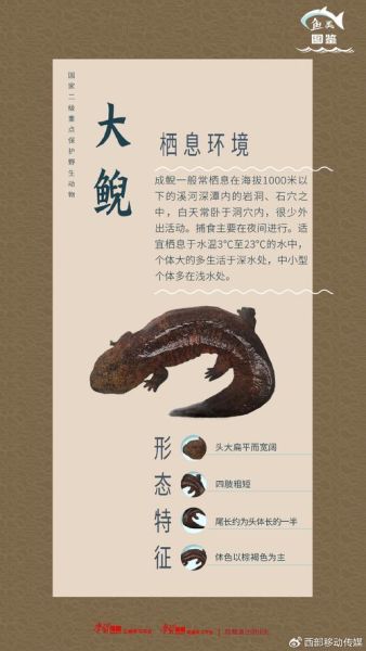 娃娃鱼会叫吗_娃娃鱼叫声像什么-第2张图片-山城妙识