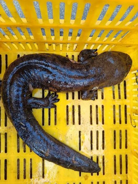 娃娃鱼会叫吗_娃娃鱼叫声像什么-第3张图片-山城妙识