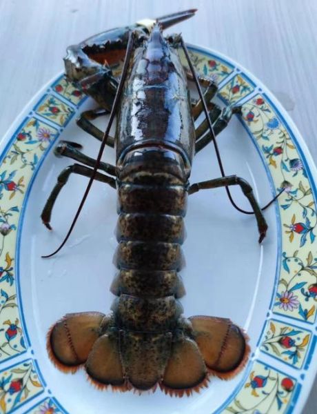 波士顿龙虾死了第二天能吃吗_如何判断是否变质-第1张图片-山城妙识 波士顿龙虾死了第二天能吃吗_如何判断是否变质-第1张图片-山城妙识