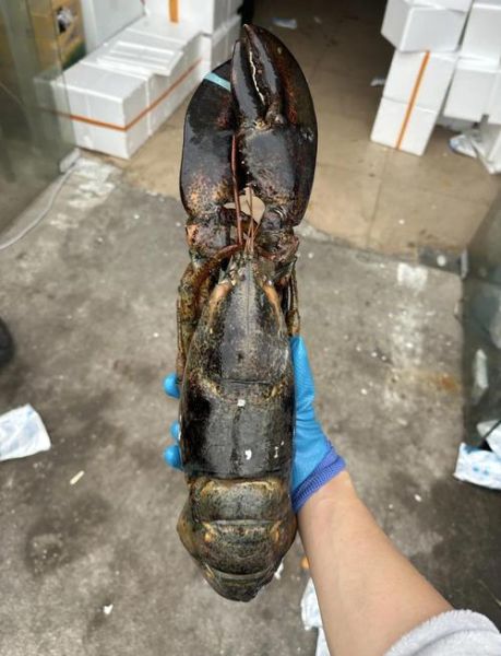 波士顿龙虾死了第二天能吃吗_如何判断是否变质-第2张图片-山城妙识 波士顿龙虾死了第二天能吃吗_如何判断是否变质-第2张图片-山城妙识