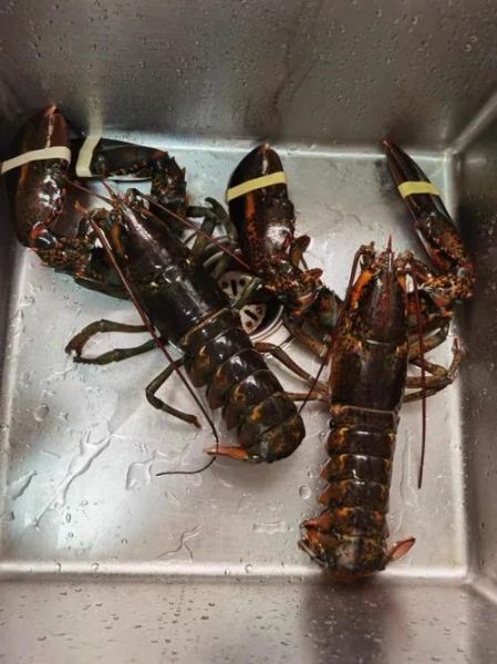 波士顿龙虾死了第二天能吃吗_如何判断是否变质-第3张图片-山城妙识 波士顿龙虾死了第二天能吃吗_如何判断是否变质-第3张图片-山城妙识