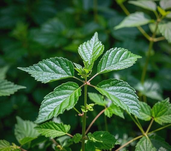 绞股蓝长什么样_如何辨认绞股蓝植物-第2张图片-山城妙识