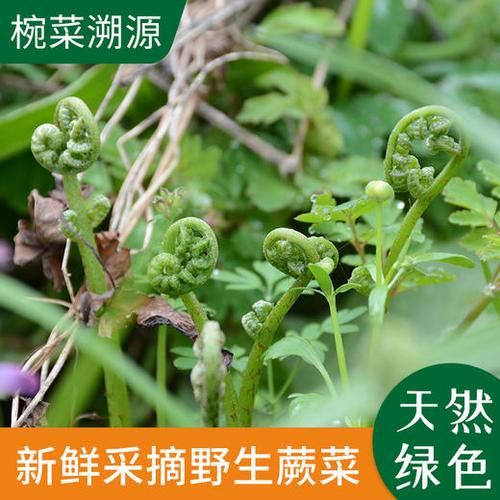 野生蕨菜图片大全_如何辨别可食用品种-第2张图片-山城妙识 野生蕨菜图片大全_如何辨别可食用品种-第2张图片-山城妙识