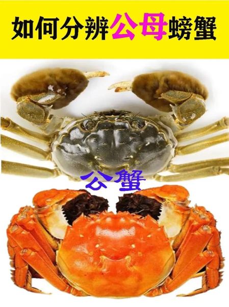 蟹膏和蟹黄的区别_蟹黄和蟹膏哪个更好吃-第3张图片-山城妙识
