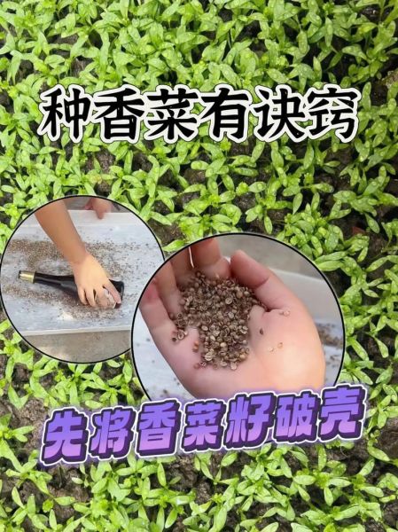 芫荽是什么_芫荽和香菜的区别-第3张图片-山城妙识