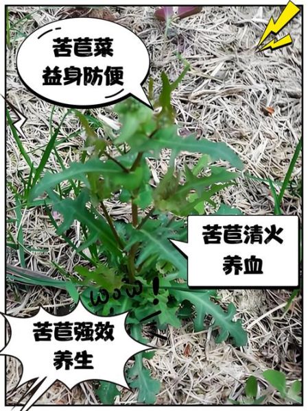 苦苣怎么种_苦苣营养价值高吗-第1张图片-山城妙识 苦苣怎么种_苦苣营养价值高吗-第1张图片-山城妙识