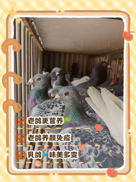 乳鸽和老鸽的功效区别_哪个更滋补-第2张图片-山城妙识