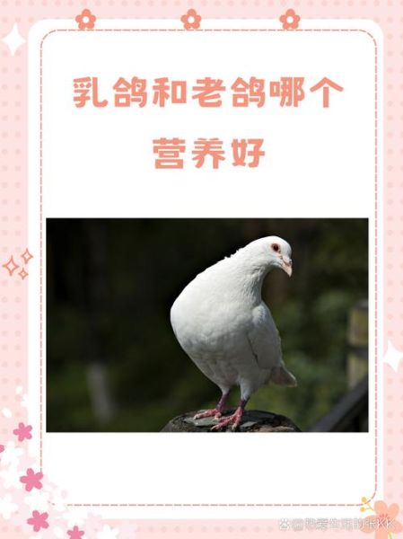 乳鸽和老鸽的功效区别_哪个更滋补-第3张图片-山城妙识