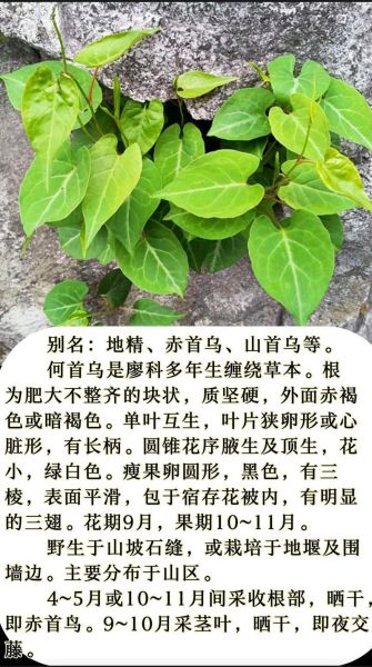 何首乌功效与作用有哪些_何首乌主治什么病-第1张图片-山城妙识 何首乌功效与作用有哪些_何首乌主治什么病-第1张图片-山城妙识