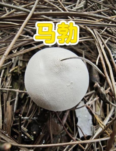 马勃菌切开有毒吗_马勃菌内部结构图解-第1张图片-山城妙识 马勃菌切开有毒吗_马勃菌内部结构图解-第1张图片-山城妙识