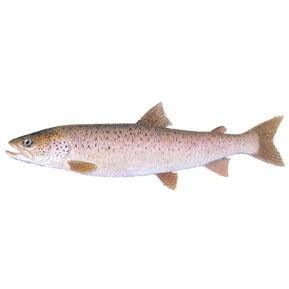 哲罗鱼图片高清大图_哲罗鱼长什么样子-第1张图片-山城妙识