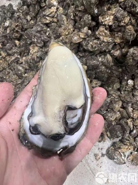 活牡蛎图片大全_如何挑选最新鲜的活牡蛎-第3张图片-山城妙识