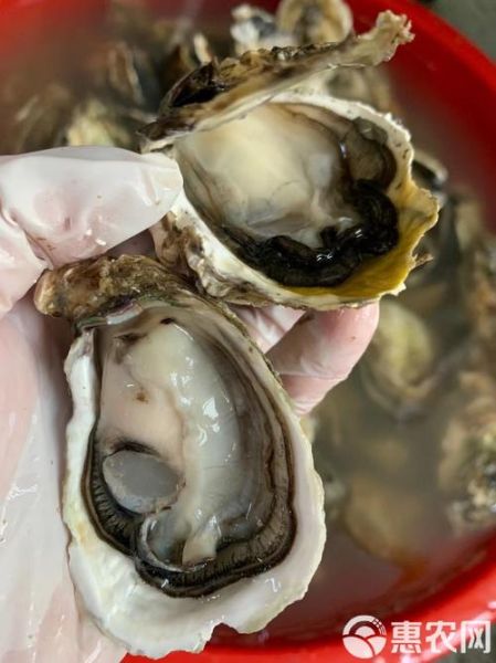 活牡蛎图片大全_如何挑选最新鲜的活牡蛎-第2张图片-山城妙识
