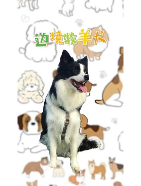 十大智商最高的狗有哪些_边境牧羊犬为什么排第一-第2张图片-山城妙识 十大智商最高的狗有哪些_边境牧羊犬为什么排第一-第2张图片-山城妙识