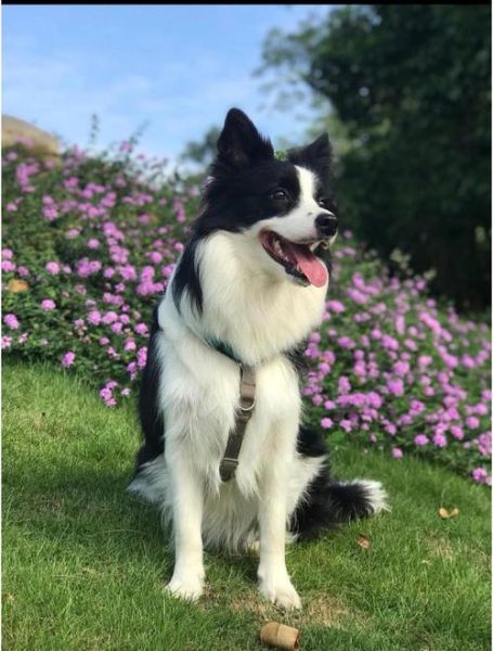 十大智商最高的狗有哪些_边境牧羊犬为什么排第一-第1张图片-山城妙识 十大智商最高的狗有哪些_边境牧羊犬为什么排第一-第1张图片-山城妙识