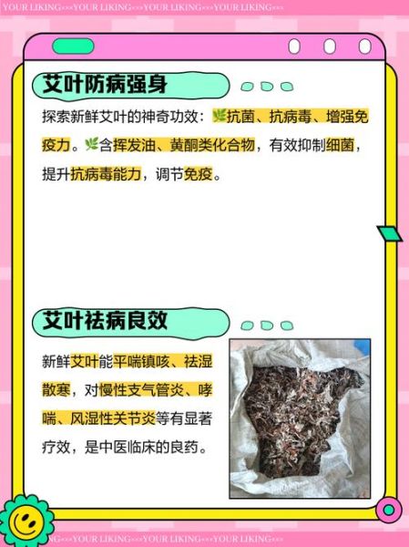 新鲜艾叶的功效与作用_新鲜艾叶怎么吃-第3张图片-山城妙识