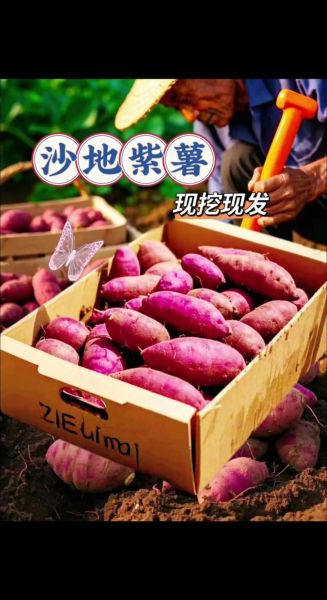 紫薯玫瑰花青素是什么_紫薯玫瑰花青素的功效与作用-第2张图片-山城妙识