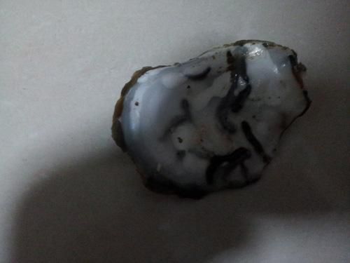 花甲里面黑色的是屎吗_花甲黑色物质能吃吗-第1张图片-山城妙识 花甲里面黑色的是屎吗_花甲黑色物质能吃吗-第1张图片-山城妙识