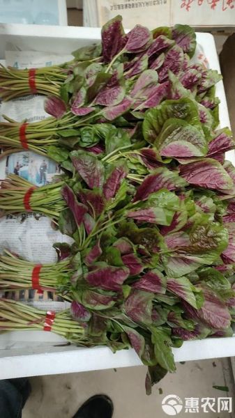 红苋菜图片大全_红苋菜长什么样-第2张图片-山城妙识