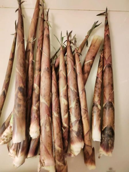 竹笋图片大全大图_如何挑选新鲜竹笋-第1张图片-山城妙识