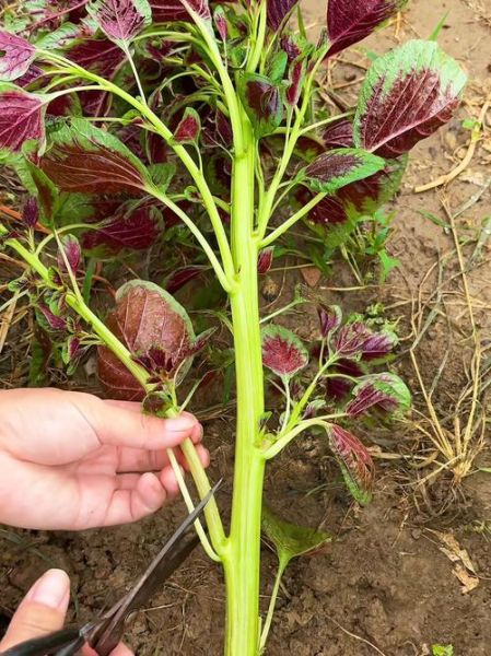 红苋菜图片大全_红苋菜长什么样-第1张图片-山城妙识