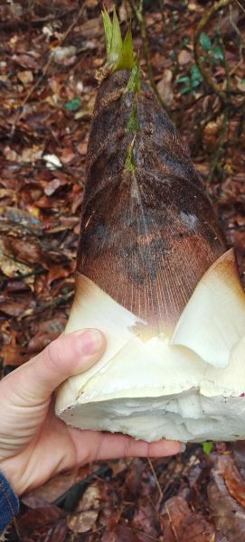 竹笋图片大全大图_如何挑选新鲜竹笋-第2张图片-山城妙识