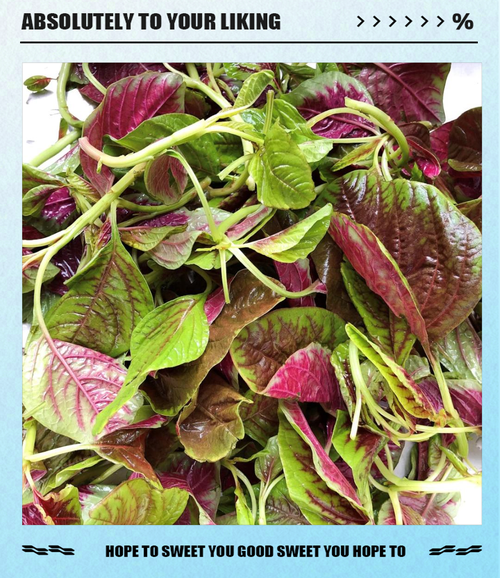 红苋菜图片大全_红苋菜长什么样-第3张图片-山城妙识