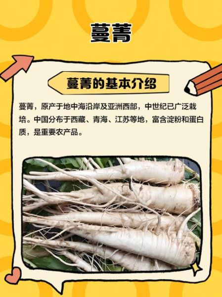 蔓菁又叫土人参_土人参的功效与作用-第1张图片-山城妙识