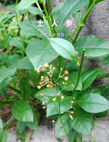 蔓菁又叫土人参_土人参的功效与作用-第2张图片-山城妙识