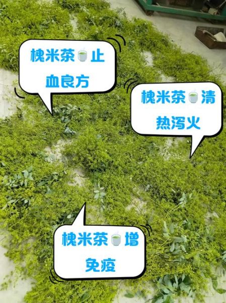 槐米泡水可以经常喝吗_长期饮用的副作用-第1张图片-山城妙识
