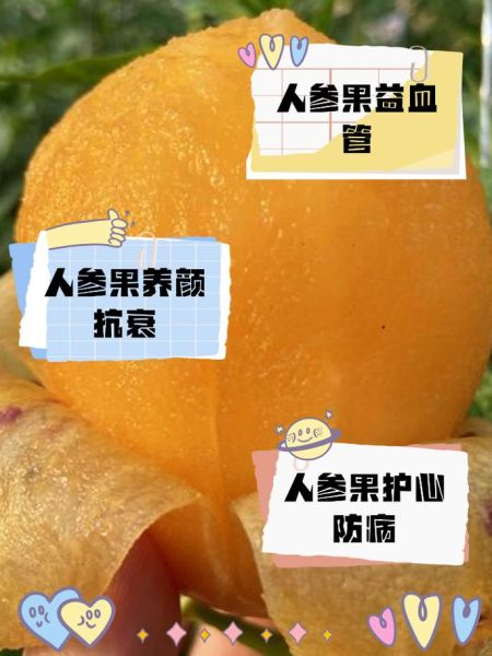 人参果的功效与作用_人参果怎么吃最营养-第2张图片-山城妙识 人参果的功效与作用_人参果怎么吃最营养-第2张图片-山城妙识