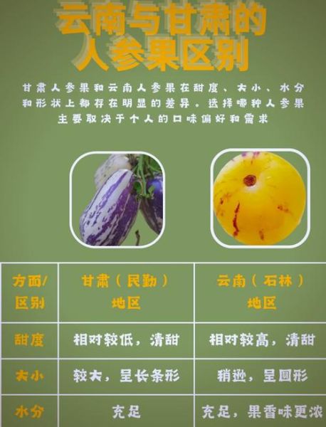 人参果的功效与作用_人参果怎么吃最营养-第3张图片-山城妙识 人参果的功效与作用_人参果怎么吃最营养-第3张图片-山城妙识