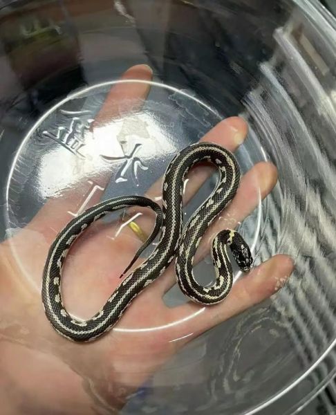 玉米蛇价格多少钱_玉米蛇价格影响因素-第1张图片-山城妙识 玉米蛇价格多少钱_玉米蛇价格影响因素-第1张图片-山城妙识