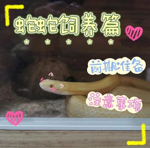 玉米蛇价格多少钱_玉米蛇价格影响因素-第3张图片-山城妙识 玉米蛇价格多少钱_玉米蛇价格影响因素-第3张图片-山城妙识