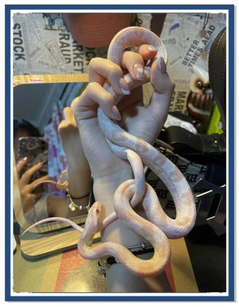 玉米蛇价格多少钱_玉米蛇价格影响因素-第2张图片-山城妙识 玉米蛇价格多少钱_玉米蛇价格影响因素-第2张图片-山城妙识