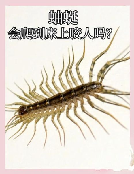 蚰蜒有毒吗_被蚰蜒咬了怎么办-第2张图片-山城妙识