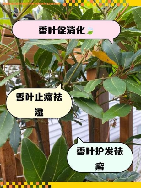 香叶是什么树的叶子_香叶和月桂叶的区别-第3张图片-山城妙识