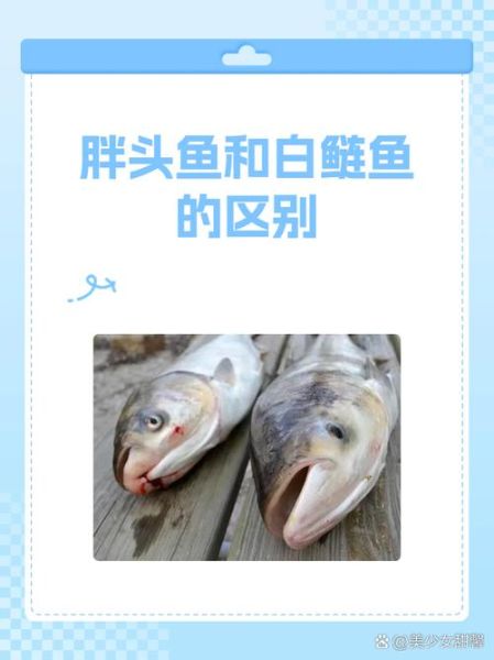 胖头鱼和白鲢鱼的区别_如何一眼分辨胖头鱼和白鲢鱼-第1张图片-山城妙识