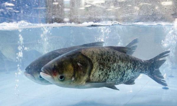 胖头鱼和白鲢鱼的区别_如何一眼分辨胖头鱼和白鲢鱼-第3张图片-山城妙识