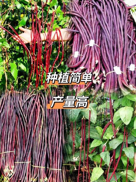 红豇豆的功效与作用_红豇豆怎么做好吃-第3张图片-山城妙识 红豇豆的功效与作用_红豇豆怎么做好吃-第3张图片-山城妙识