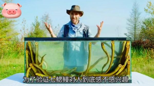 七鳃鳗吃人图片是真的吗_七鳃鳗攻击人类有多恐怖-第2张图片-山城妙识