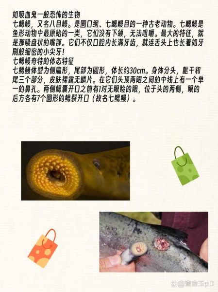 七鳃鳗吃人图片是真的吗_七鳃鳗攻击人类有多恐怖-第3张图片-山城妙识