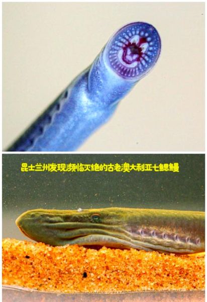 七鳃鳗吃人图片是真的吗_七鳃鳗攻击人类有多恐怖-第1张图片-山城妙识