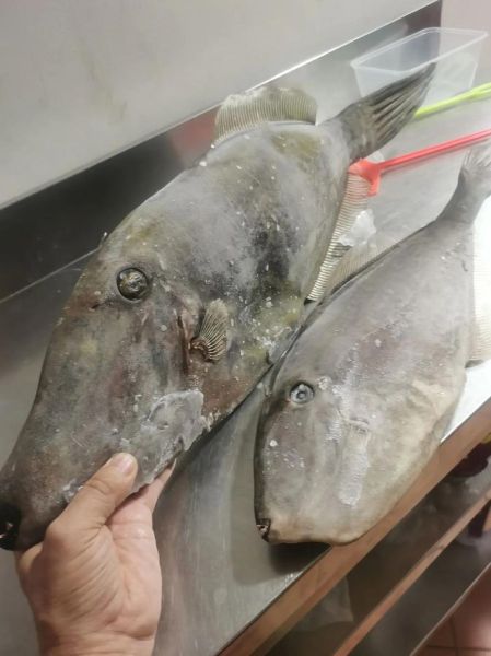 耗儿鱼为什么没有头_耗儿鱼头去哪了-第3张图片-山城妙识