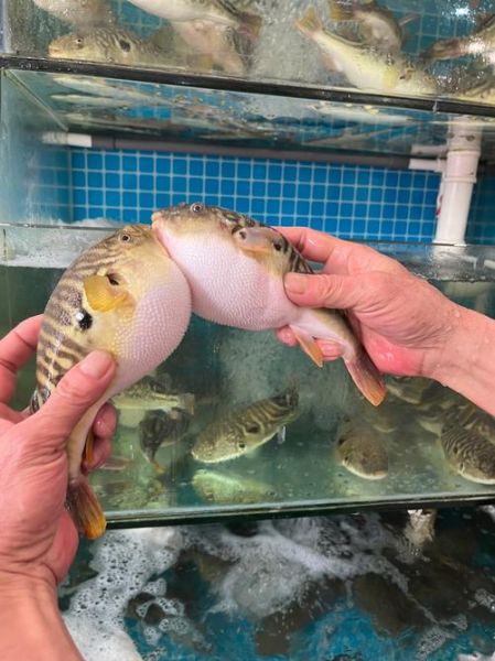 河豚哪里有毒_河豚毒素分布图-第3张图片-山城妙识