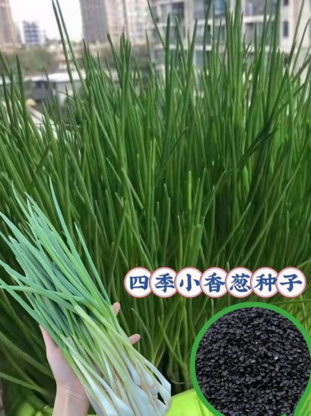 四季葱和小香葱的区别_哪个更香-第2张图片-山城妙识
