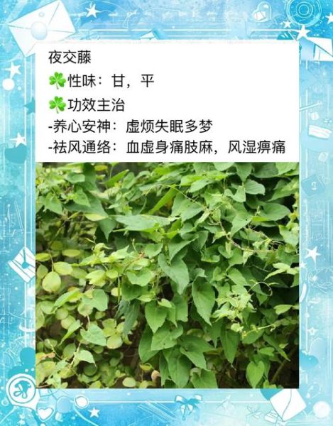 夜交藤的副作用有哪些_夜交藤长期吃会伤肝吗-第1张图片-山城妙识